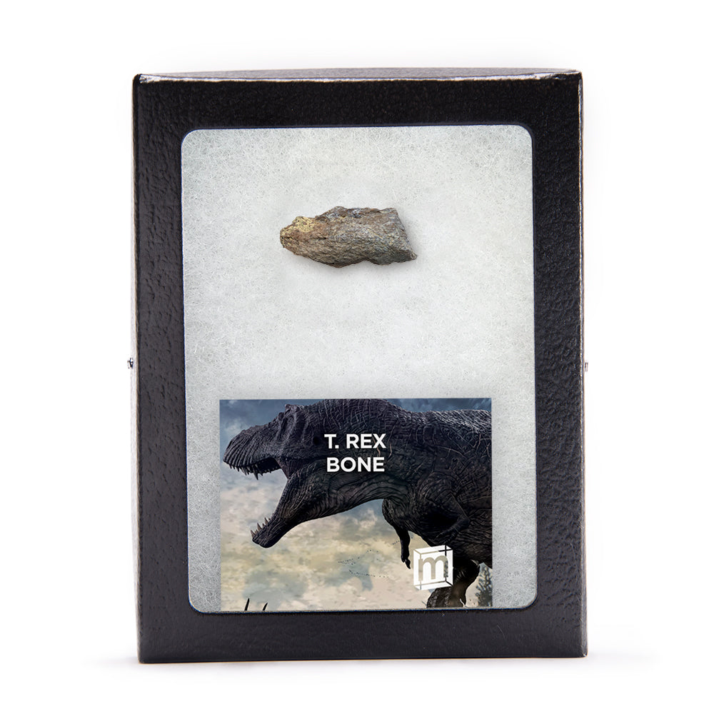 Dinosaur Dig Site Bundle