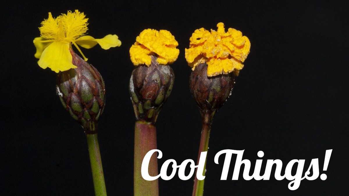 Cool Things! (Vol 2.3)