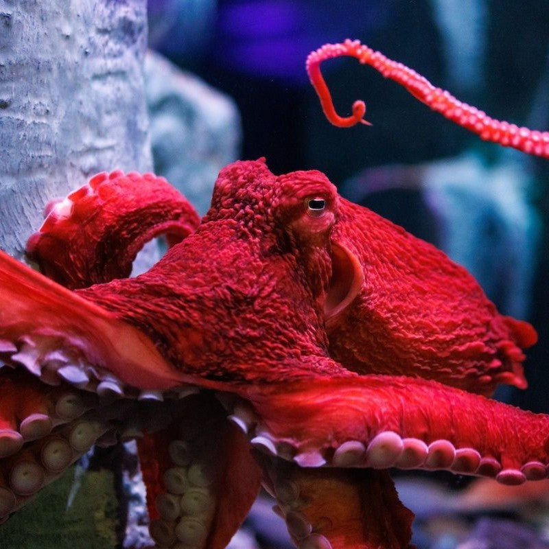 Can an Octopus’s Genome Help Scientists Chart Changes in Antarctic Ice