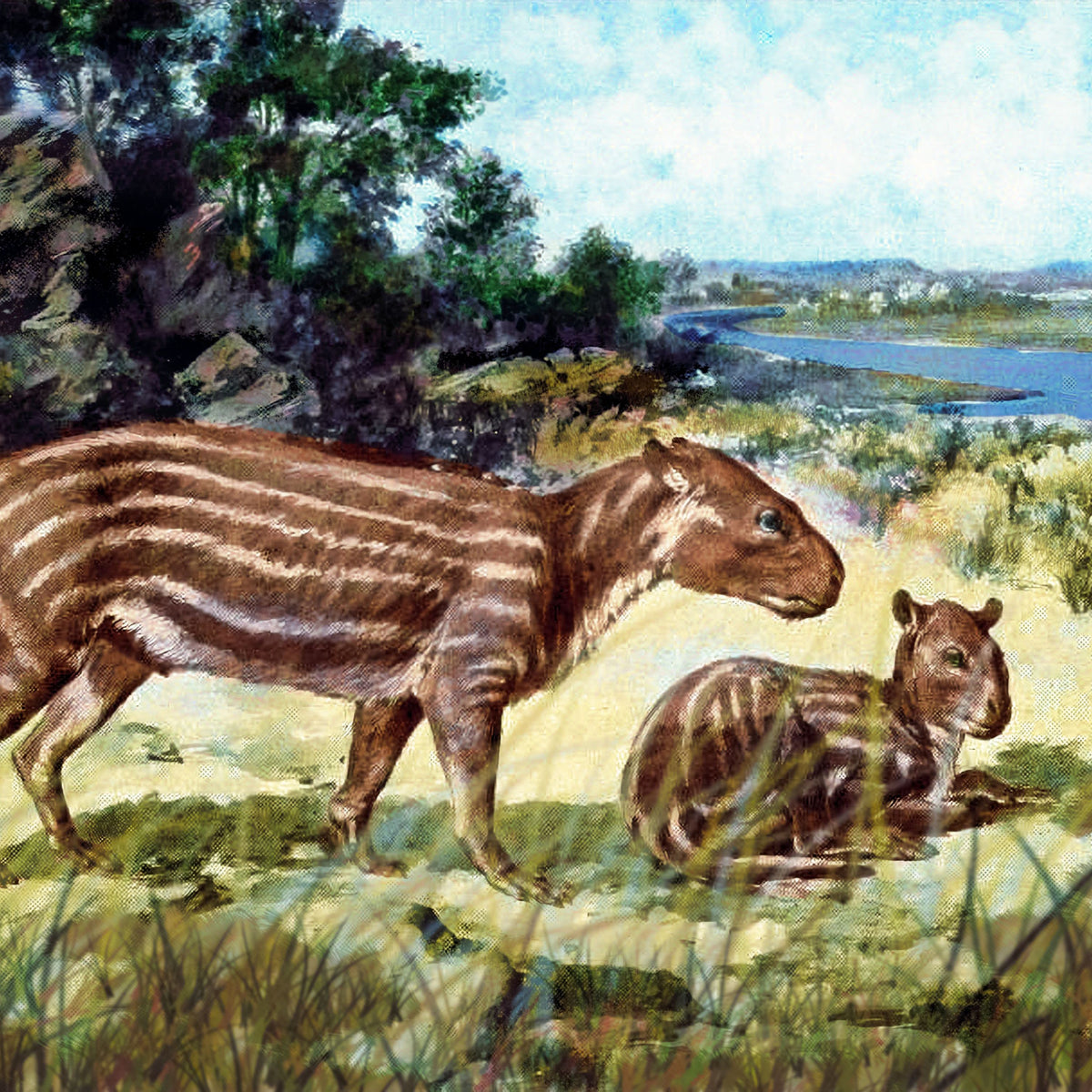 Living off the Land: The Oreodonts of North America - Mountain Teeth