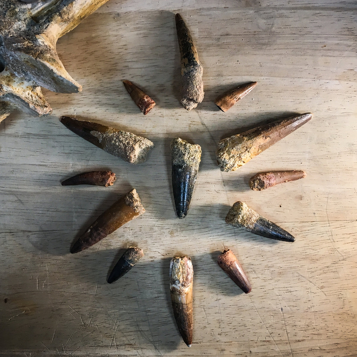 How to find a Dinosaur Tooth