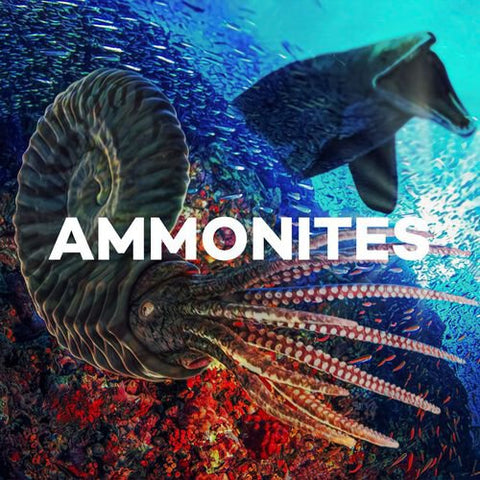Ammonites