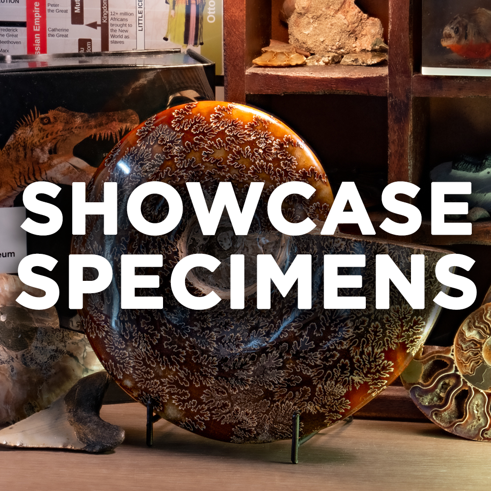 Showcase Specimens - Mini Museum