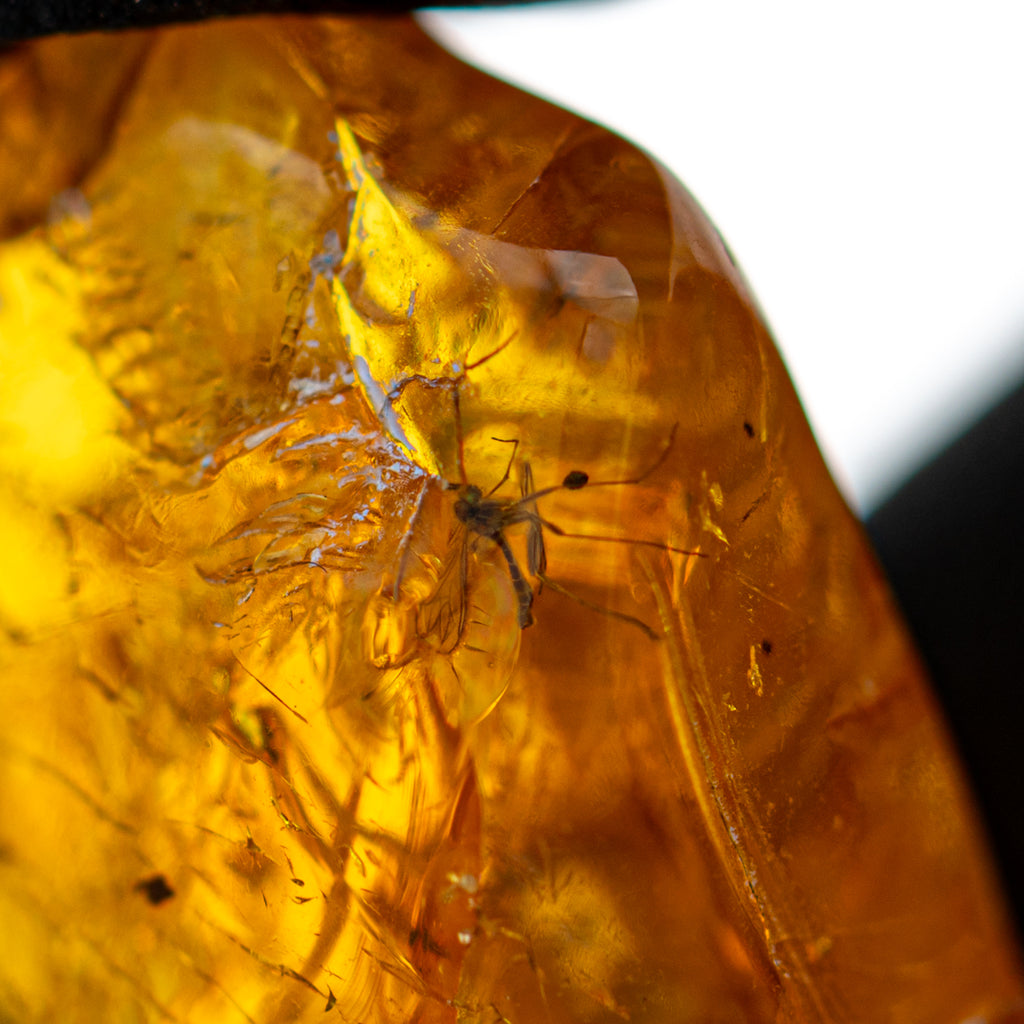 Ancient Amber