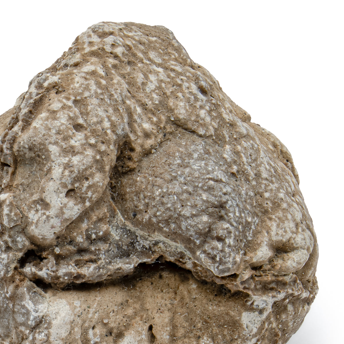 Two Medicine Formation Coprolite - SOLD 1.37"