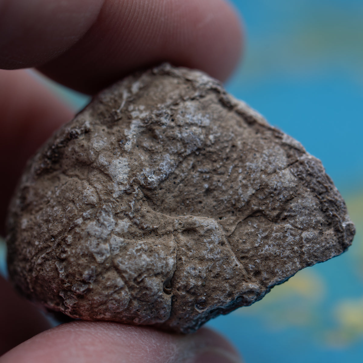 Two Medicine Formation Coprolite- 1.37"
