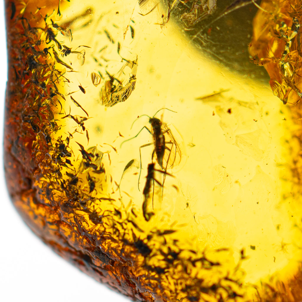 Mini Museum Shop - Science and History Collections, Rare Specimens