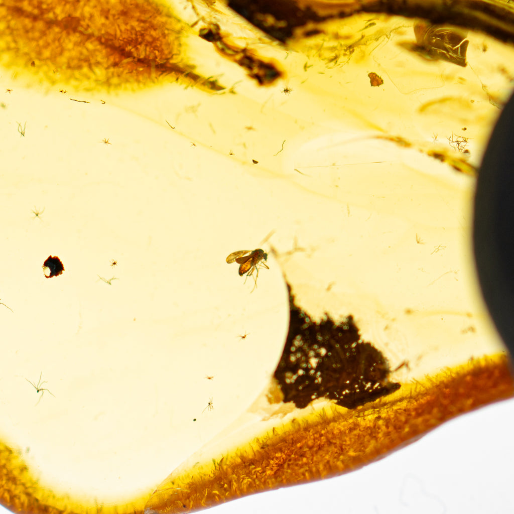 Mini Museum Shop - Science and History Collections, Rare Specimens