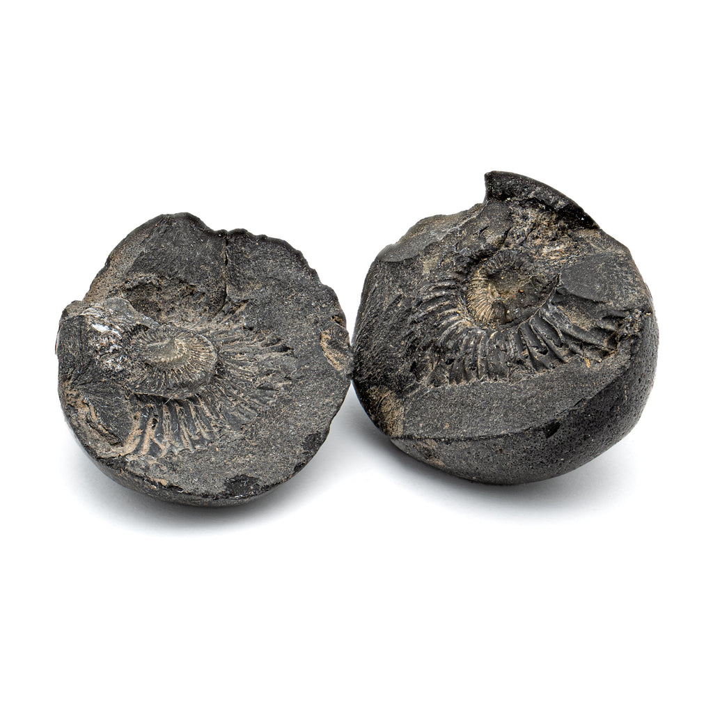 Mini Museum Shop - Science and History Collections, Rare Specimens