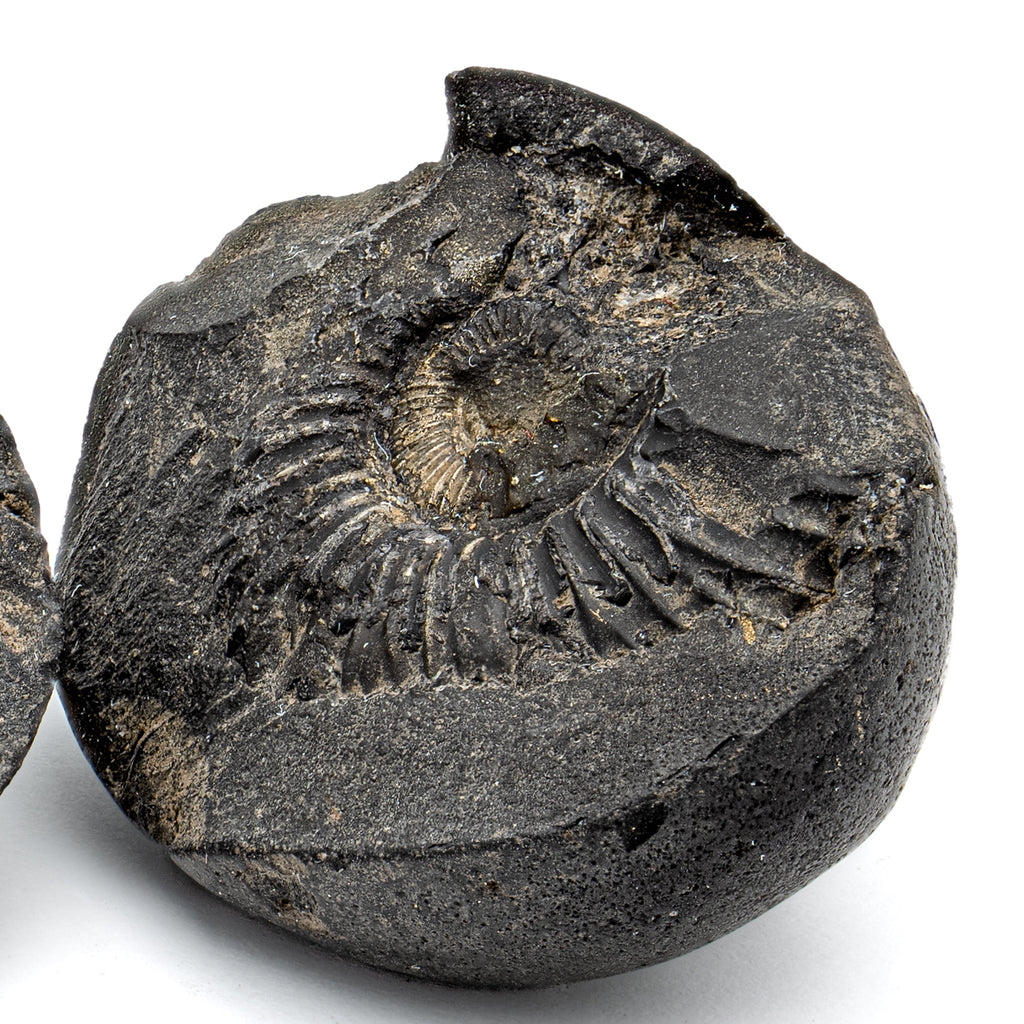 Mini Museum Shop - Science and History Collections, Rare Specimens