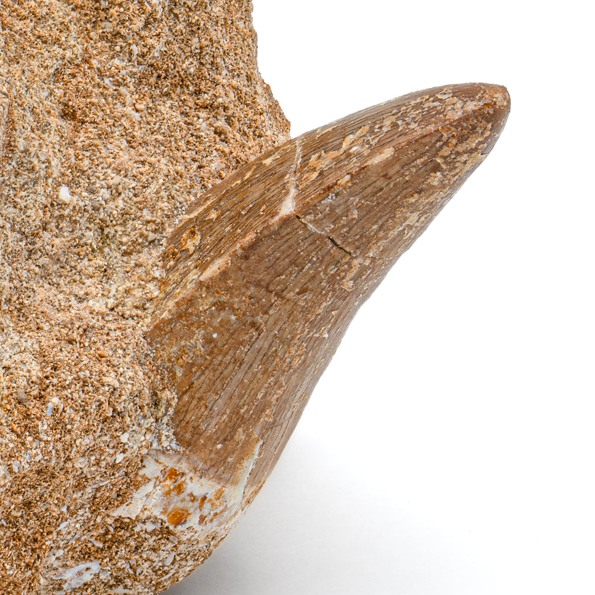 Mosasaur Tooth - 1.91" in Matrix