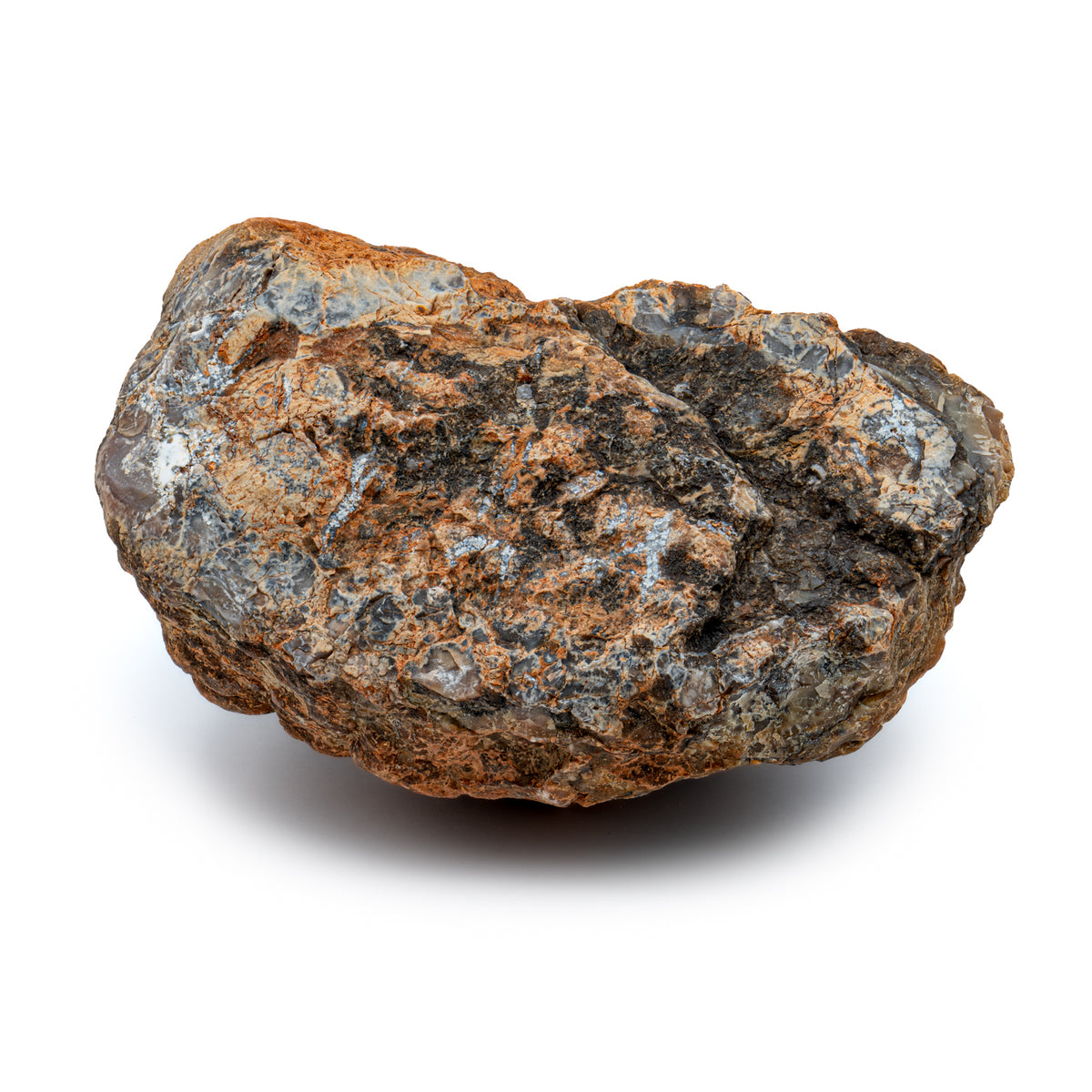 Dinosaur Dung (Coprolite) 6.4 lb 19" CIRCUMFERENCE Collectible Specimen ...