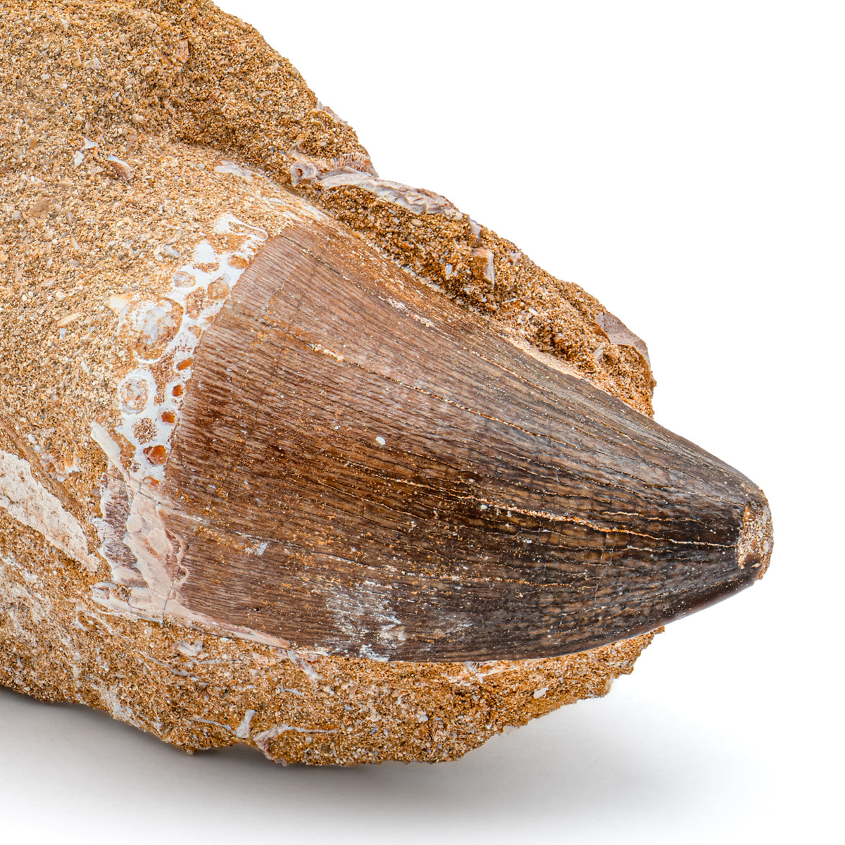 Mosasaur Tooth - SOLD 2.03" in Matrix