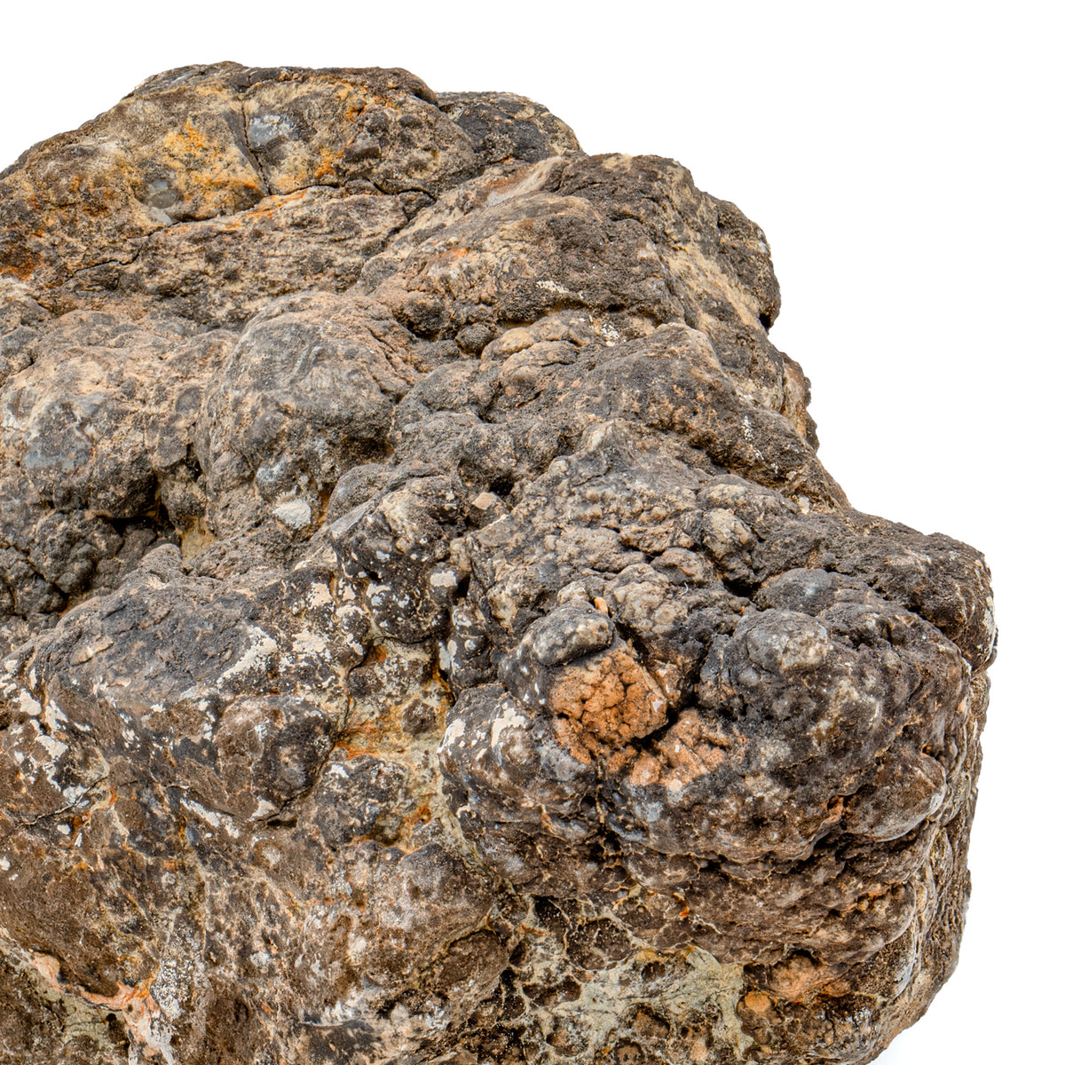 Dinosaur Dung (Coprolite) - SOLD 5.8 lb 23" CIRCUMFERENCE