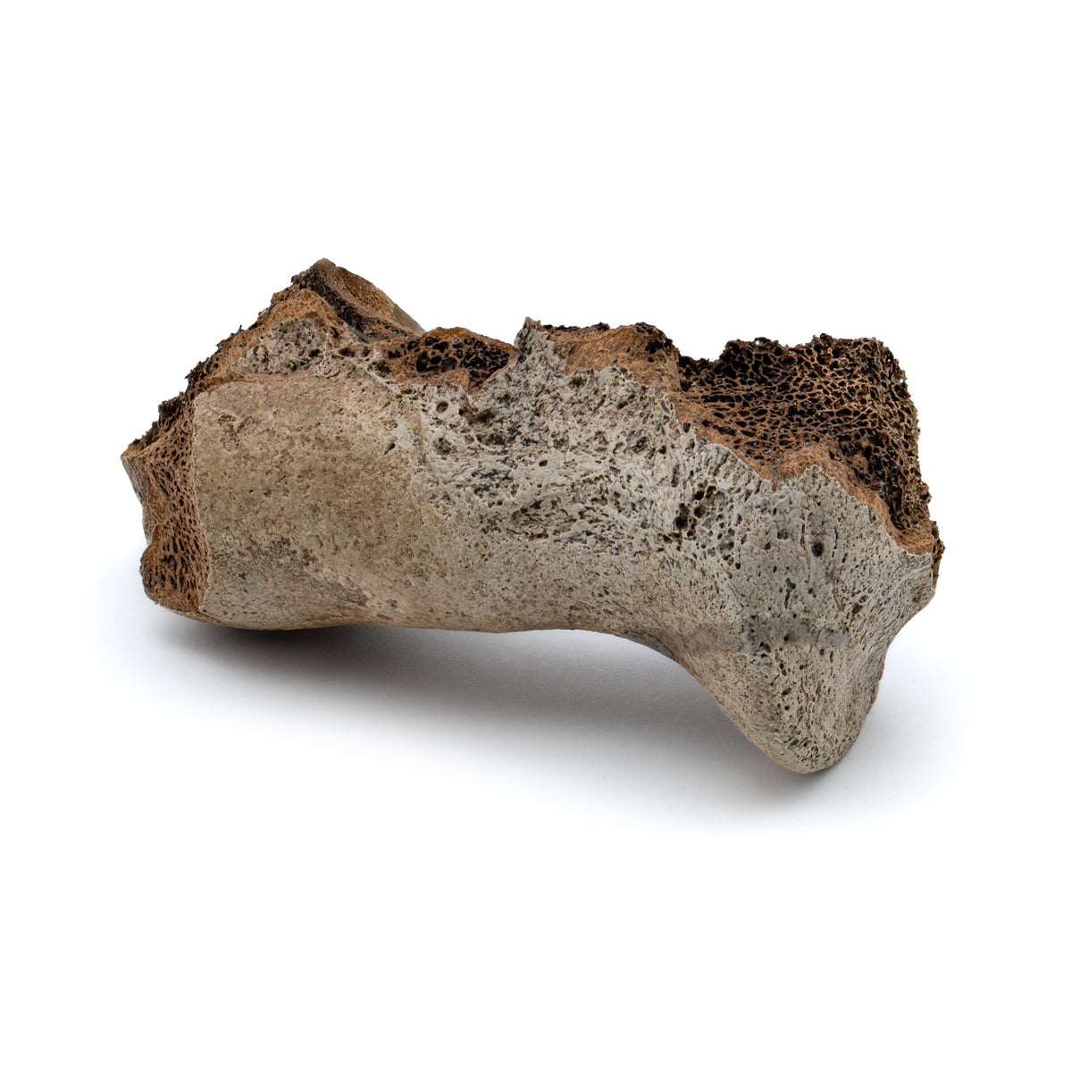 Smilodon Bone Fossil Classic Riker Box Specimen, Includes Display Case ...