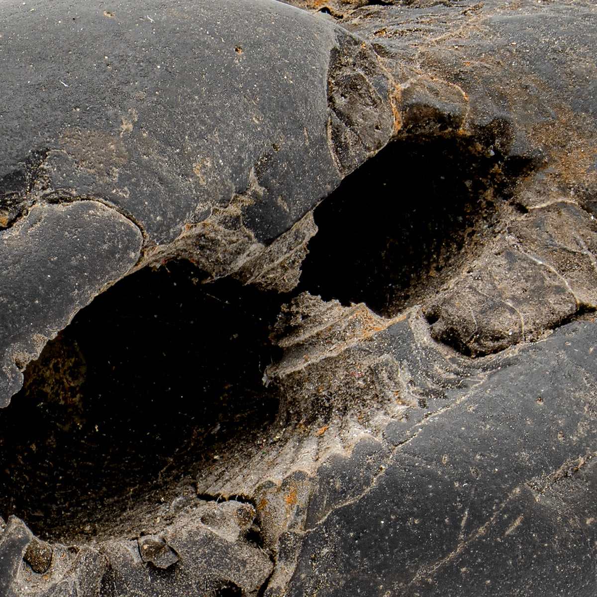 Tethys Ocean Fossil - 2.84" Ammonite Shell