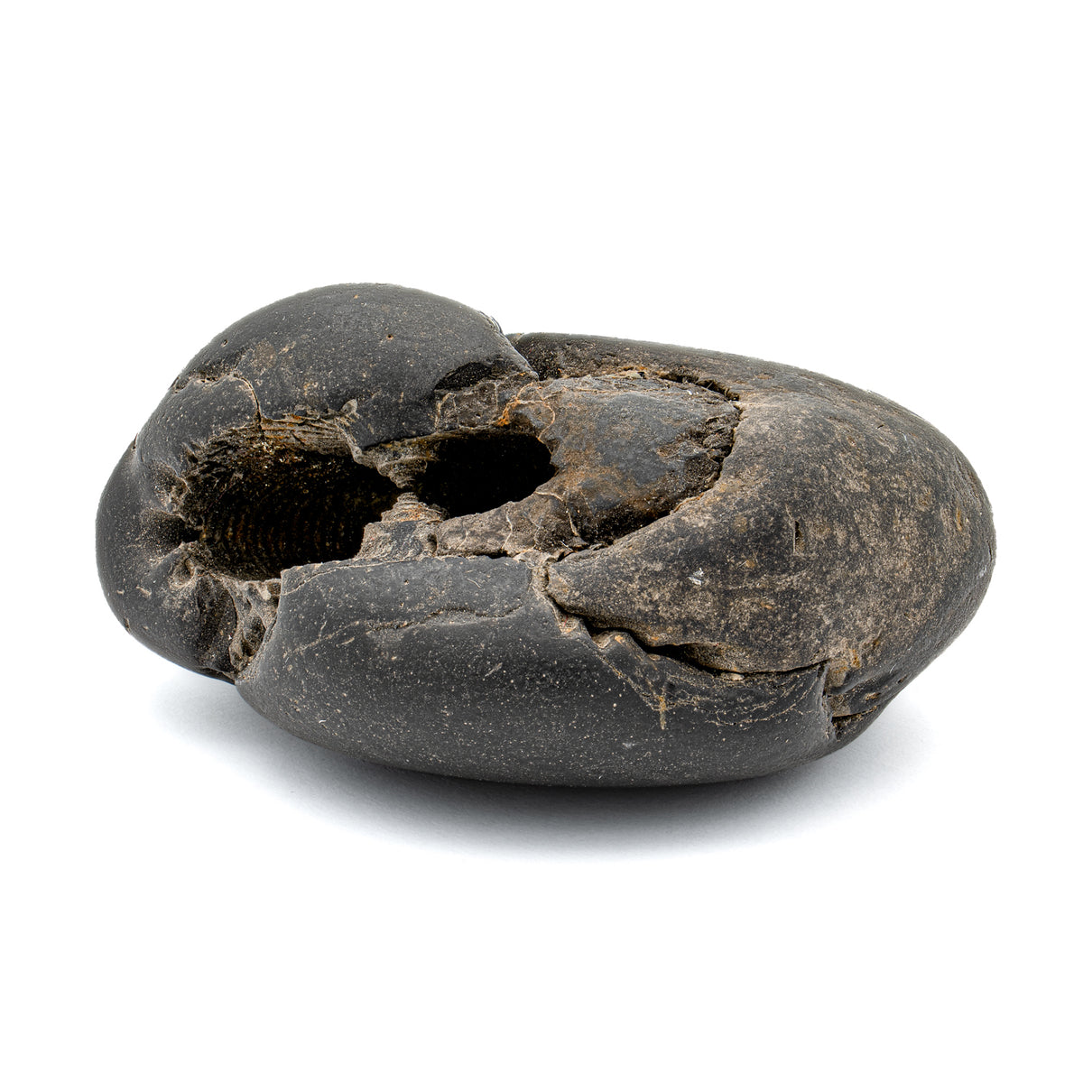 Tethys Ocean Fossil - 2.84" Ammonite Shell