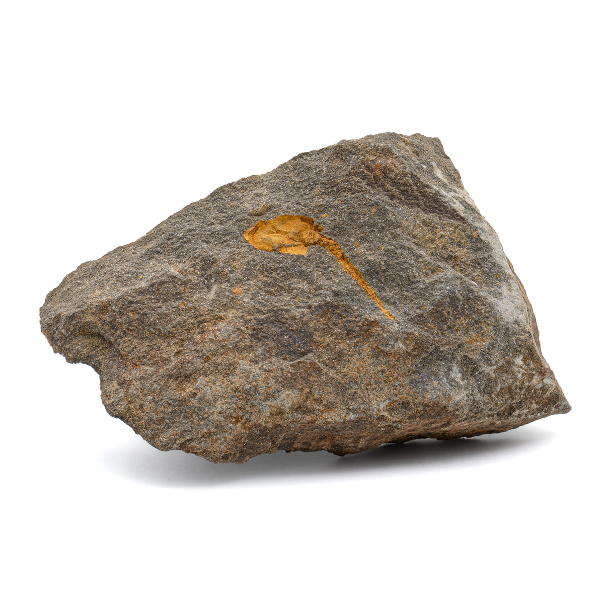 Fossil Carpoid - 3.61"