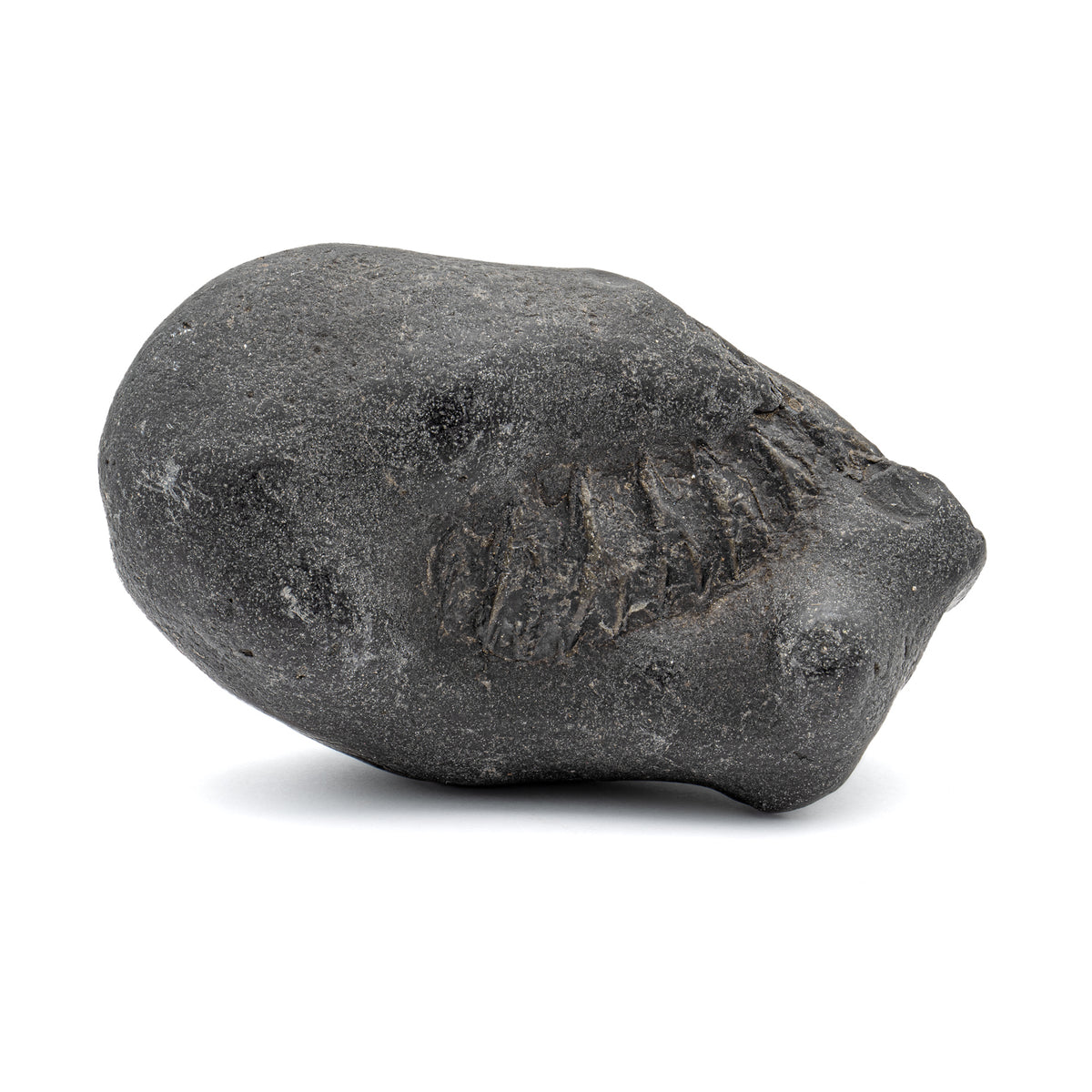 Tethys Ocean Shaligram Fossil - 3.90" Ammonite Shell