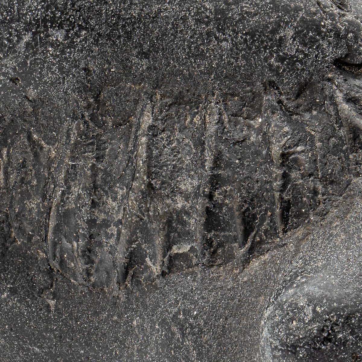 Tethys Ocean Shaligram Fossil - 3.90" Ammonite Shell