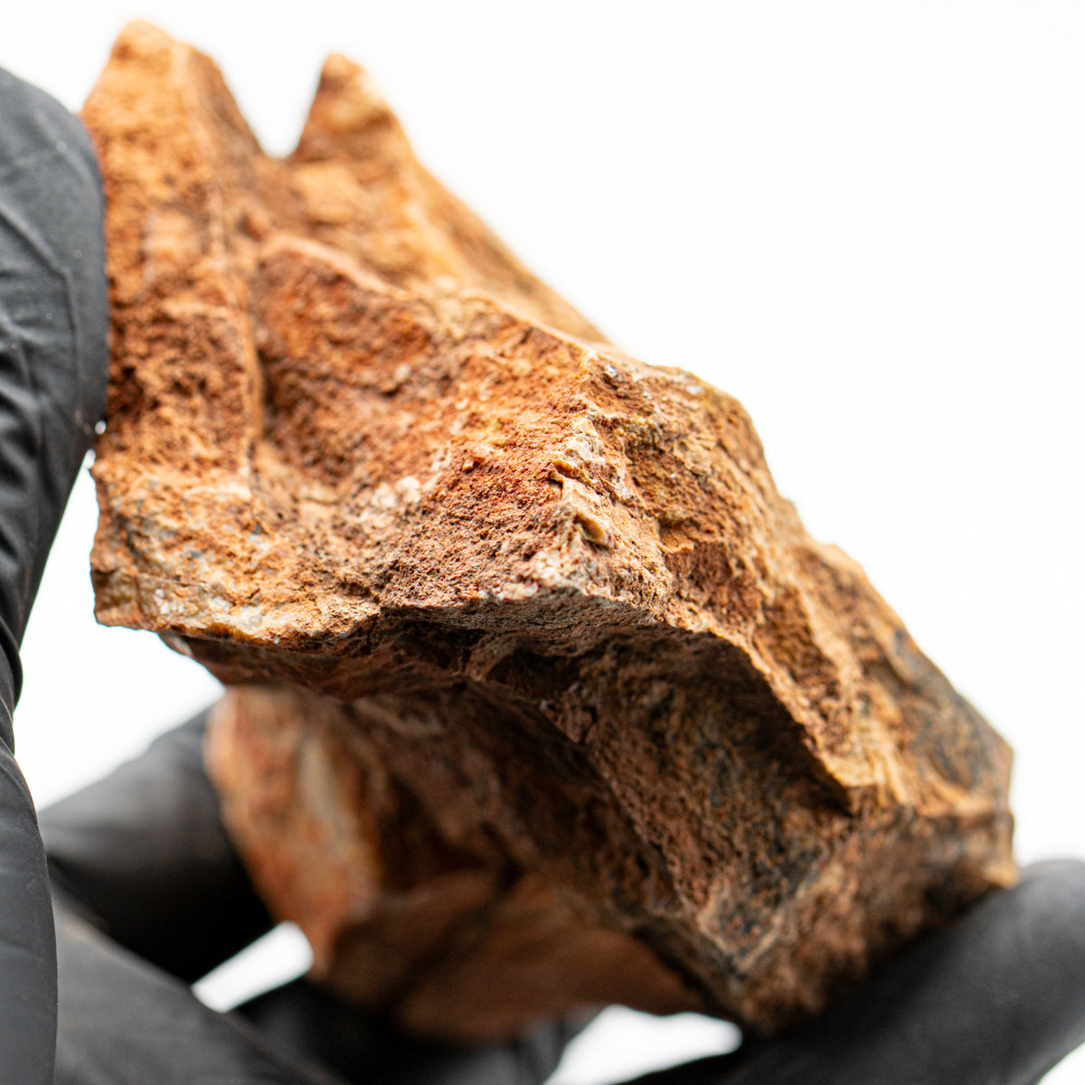 Earliest Life - Strelley Pool Stromatolite - 4.07"