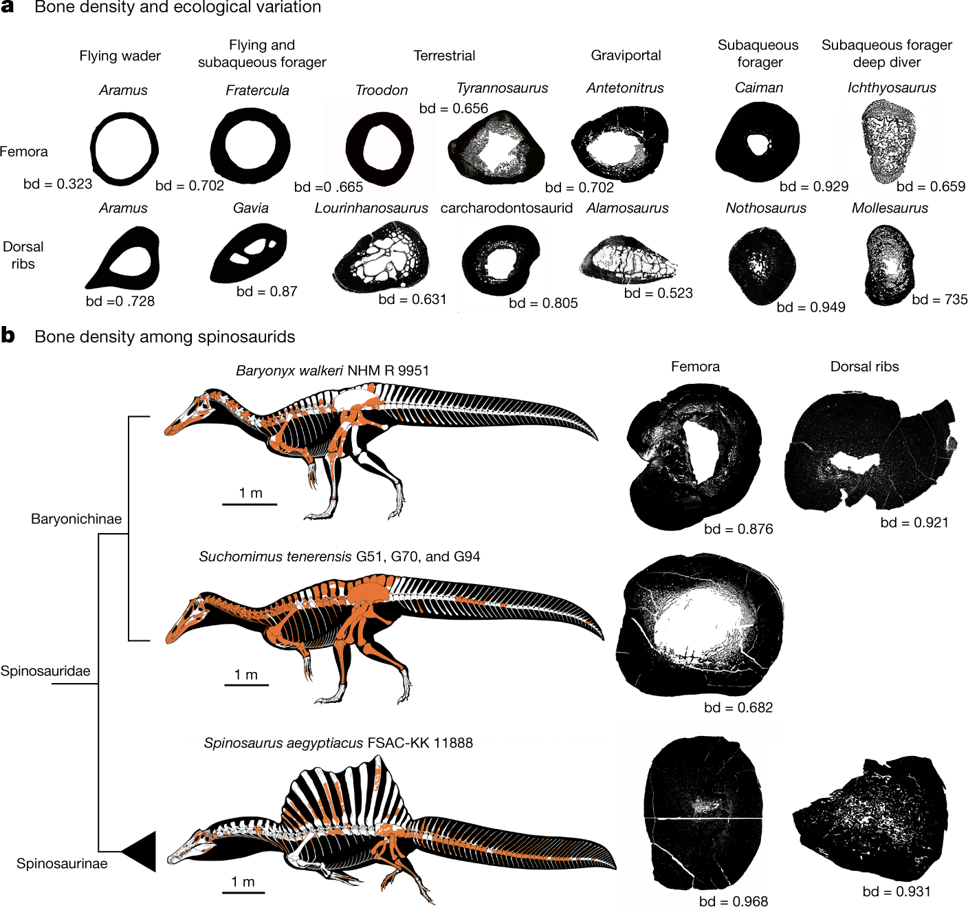 Dinosaur Skeleton Chart