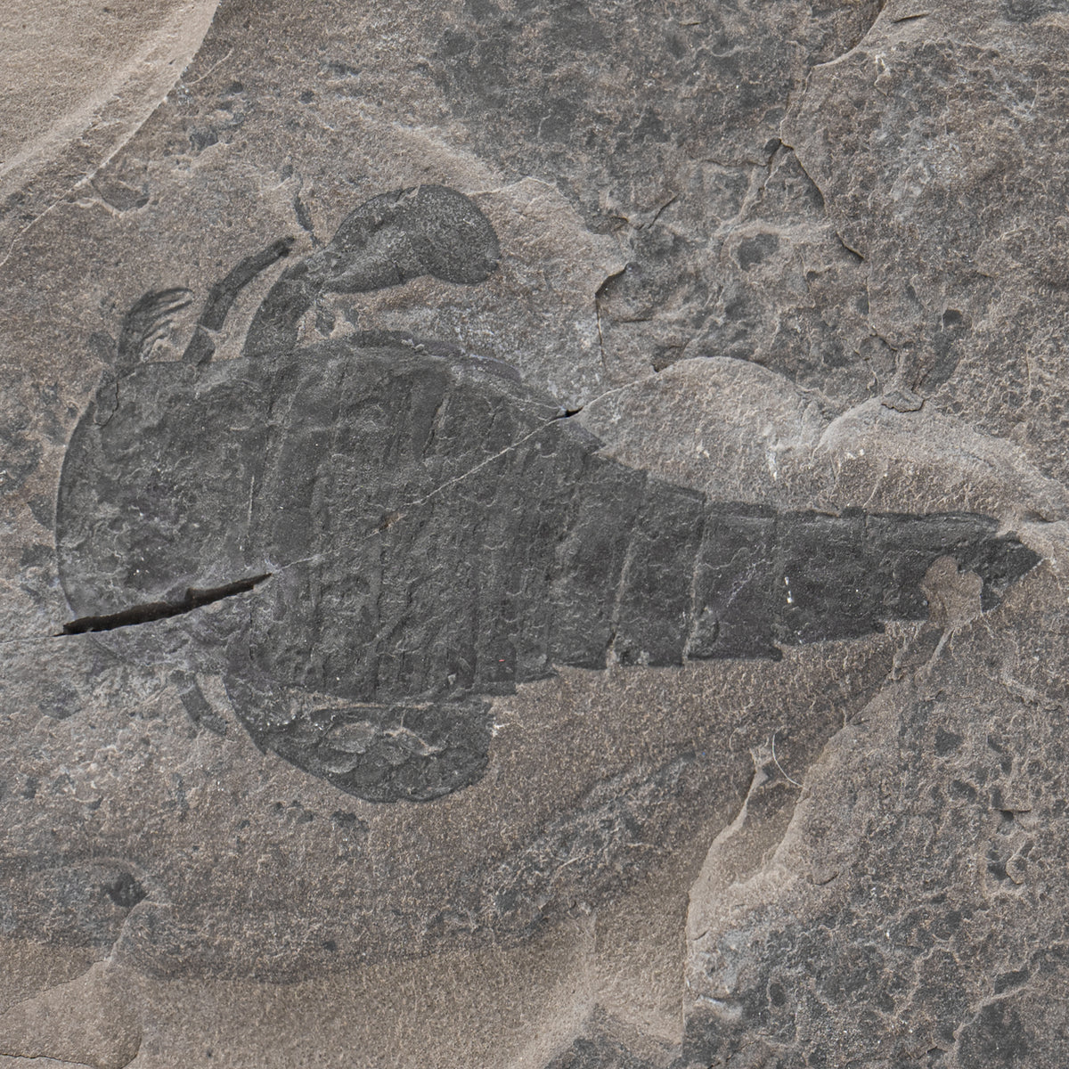 Sea Scorpion Eurypterids - 4.30" Eurypterus remipe Fossil