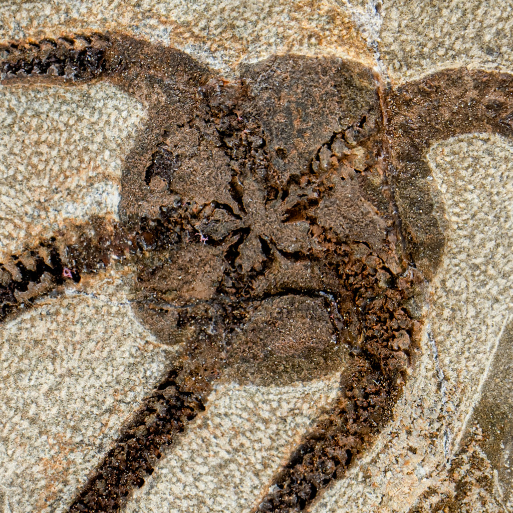 Fossil Jellyfish Classic Boxed Specimens | Mini Museum