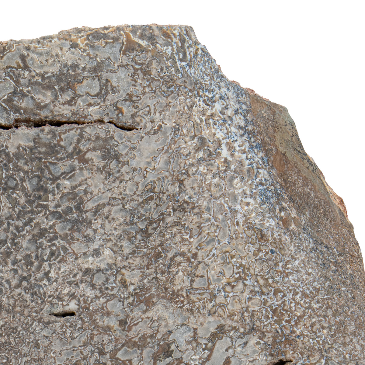 Atlasaurus Bone 4.92" Polished Slab with Stand Collectible Specimen ...