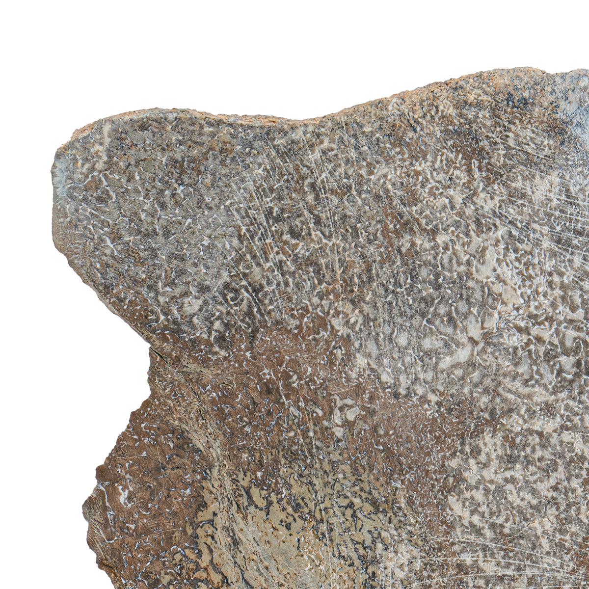 Atlasaurus Bone 5.29" Polished Slab with Stand Collectible Specimen ...