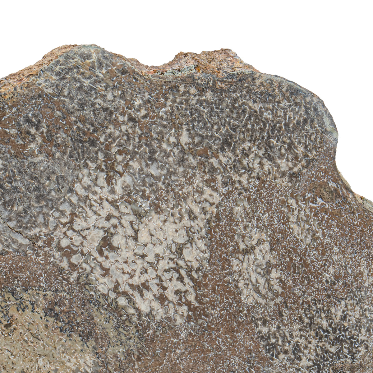 Atlasaurus Bone 5.67" Polished Slab with Stand Collectible Specimen ...