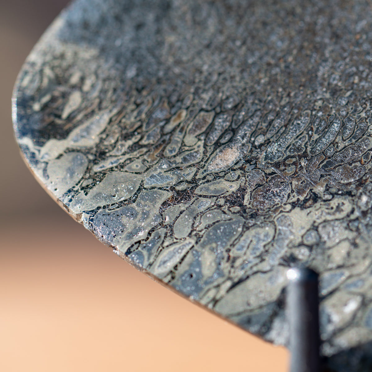 Pyritized Iguanodon Bone 5.73" Cross-Section Slab