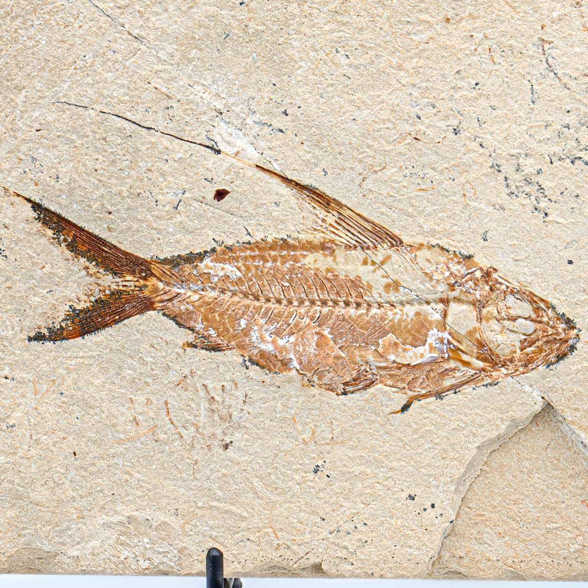 Cretaceous Era Fossil - Nematonotus 9.56" + Shrimp - Sannine Formation
