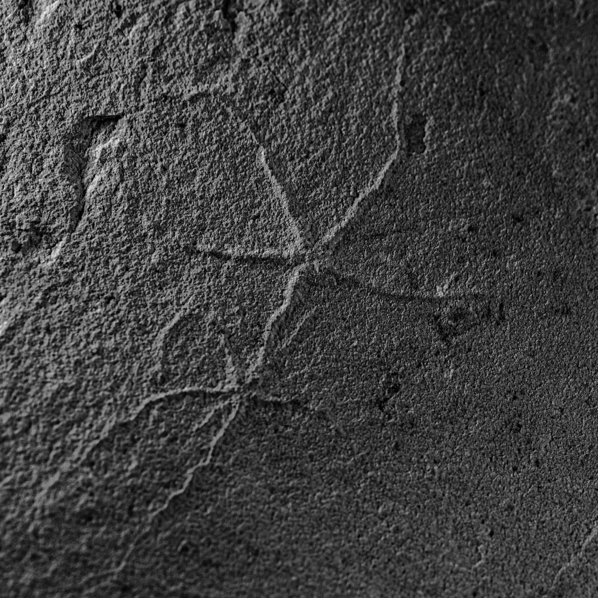 Cretaceous Era Fossil Brittle Star- Sannine Formation