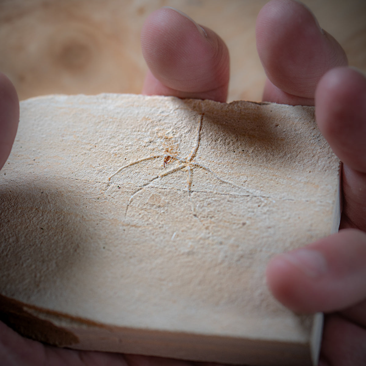 Cretaceous Era Fossil Brittle Star- Sannine Formation