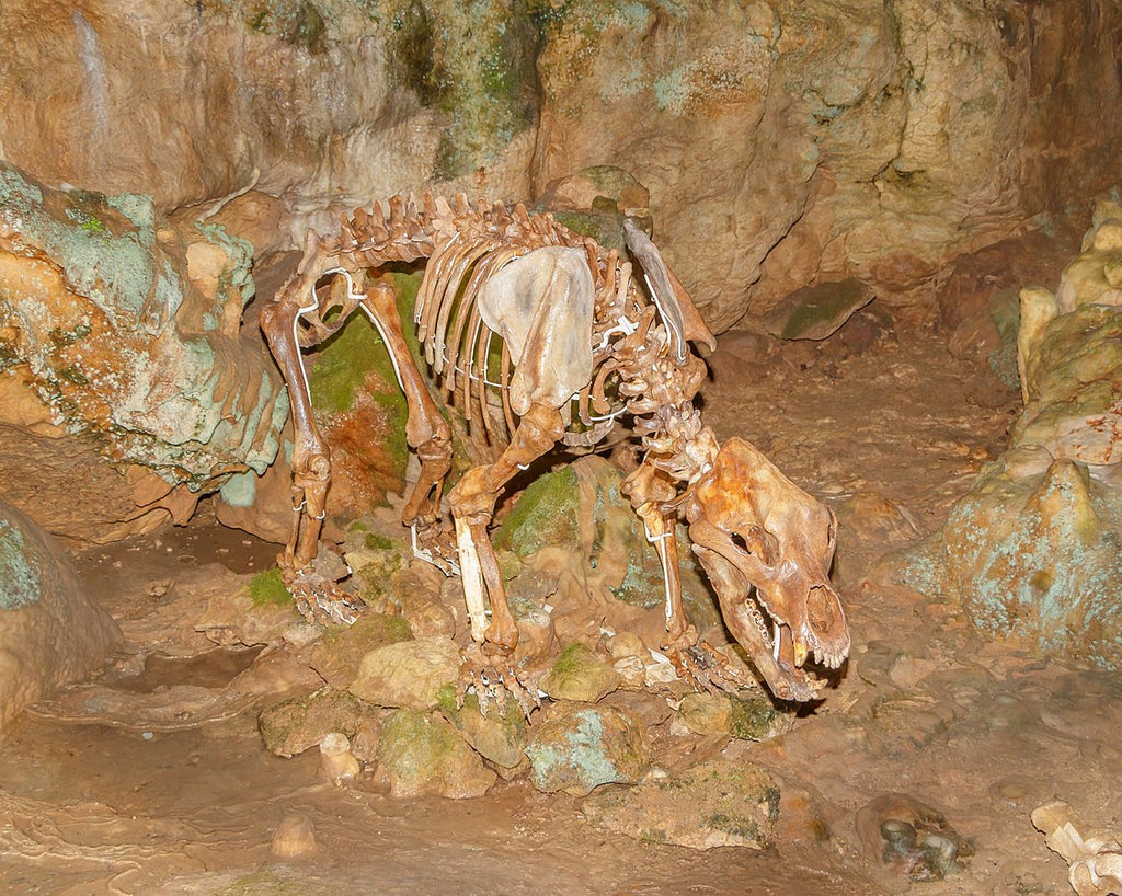 The Teeth Of The Cave Bear Ursus Spelaeus Gailenruth Cave the-teeth-of-the-cave-bear-ursus-spelaeus-gailenruth-cave