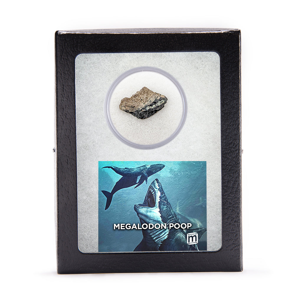 Megalodon Poop - Coprolite Specimen - Mini Museum