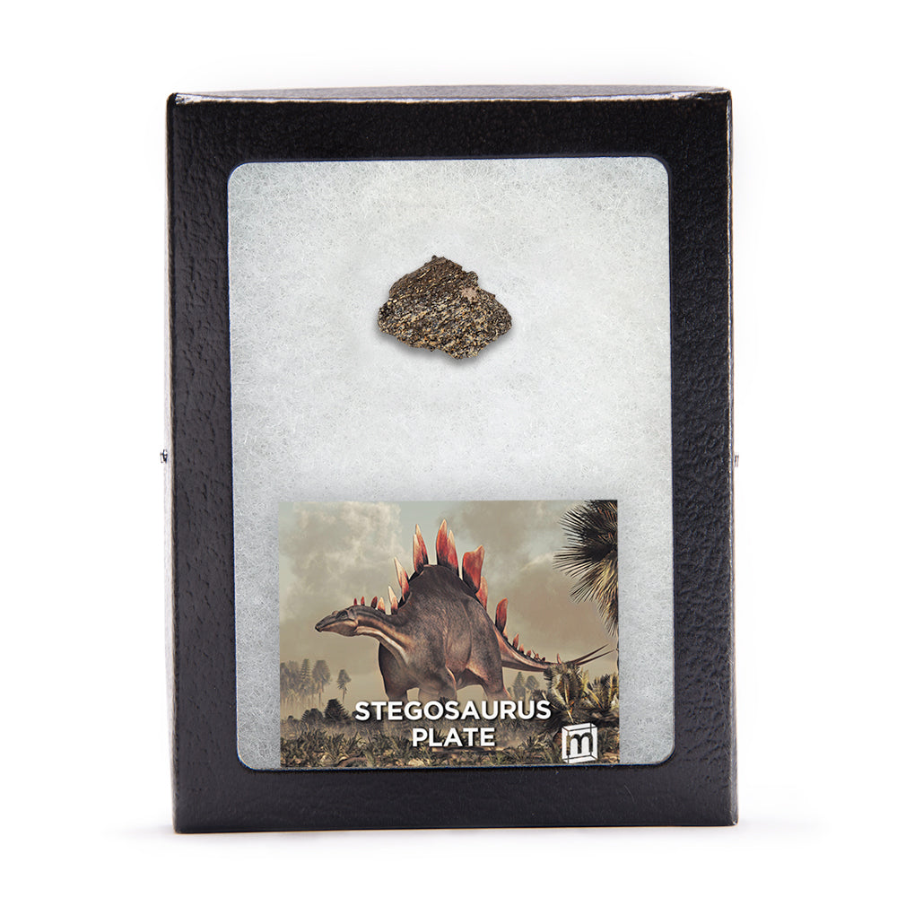 Jurassic Battle Dinosaur Fossil Bundle