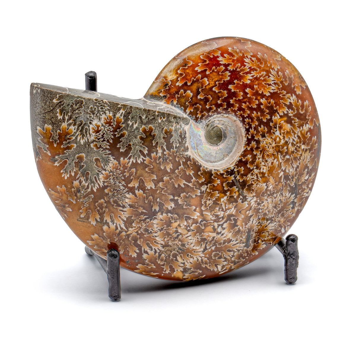 Polished Handheld Ammonite Cleoniceras, Includes Display Case - Mini Museum