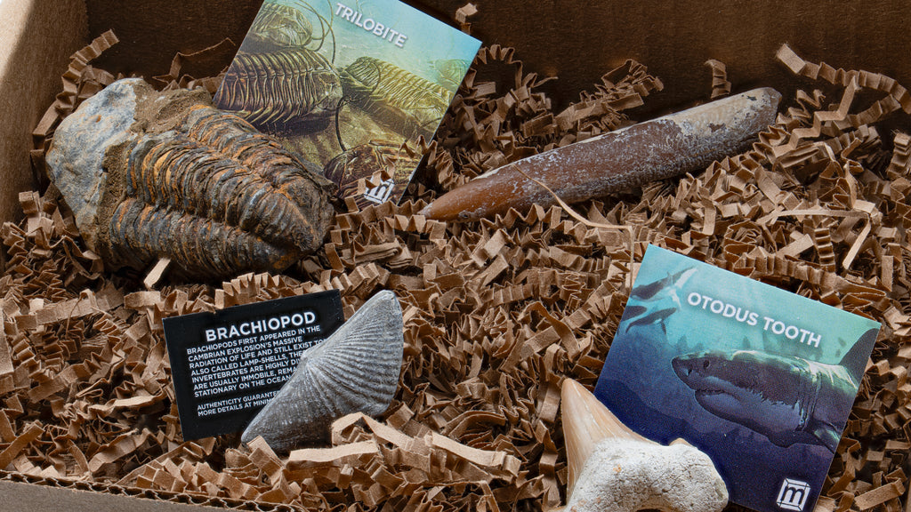 Aquatic Adventures Mini Museum Mystery Box - Series #1 - Ocean Fossils