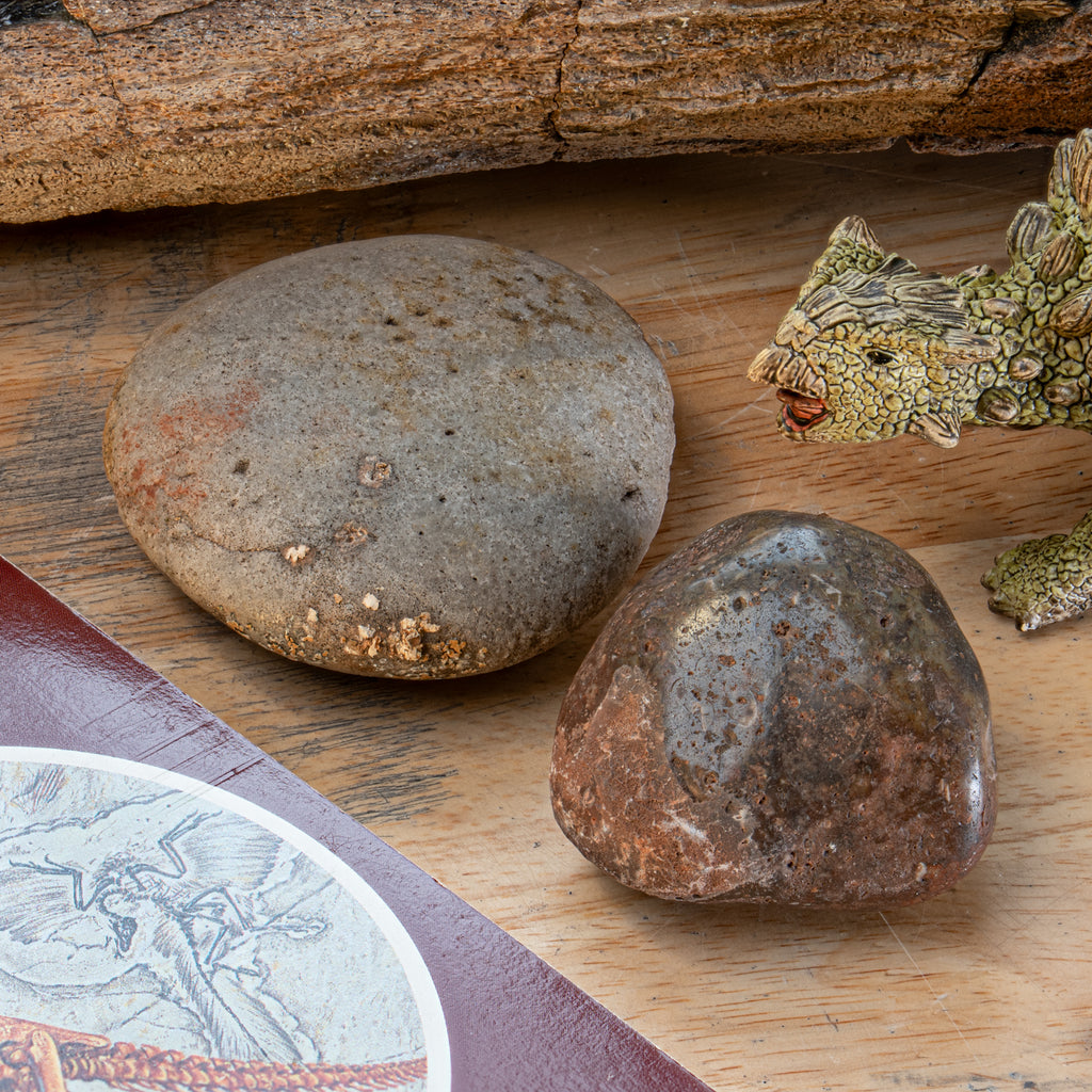 Dinosaur Gastrolith - 2.025" Gut Stone - 150,000,000 Years Old