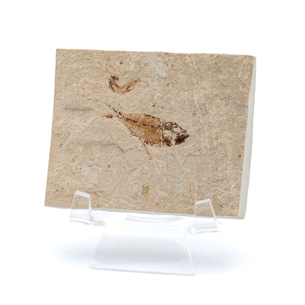 Cretaceous Era Fossil Fish - Sannine Formation