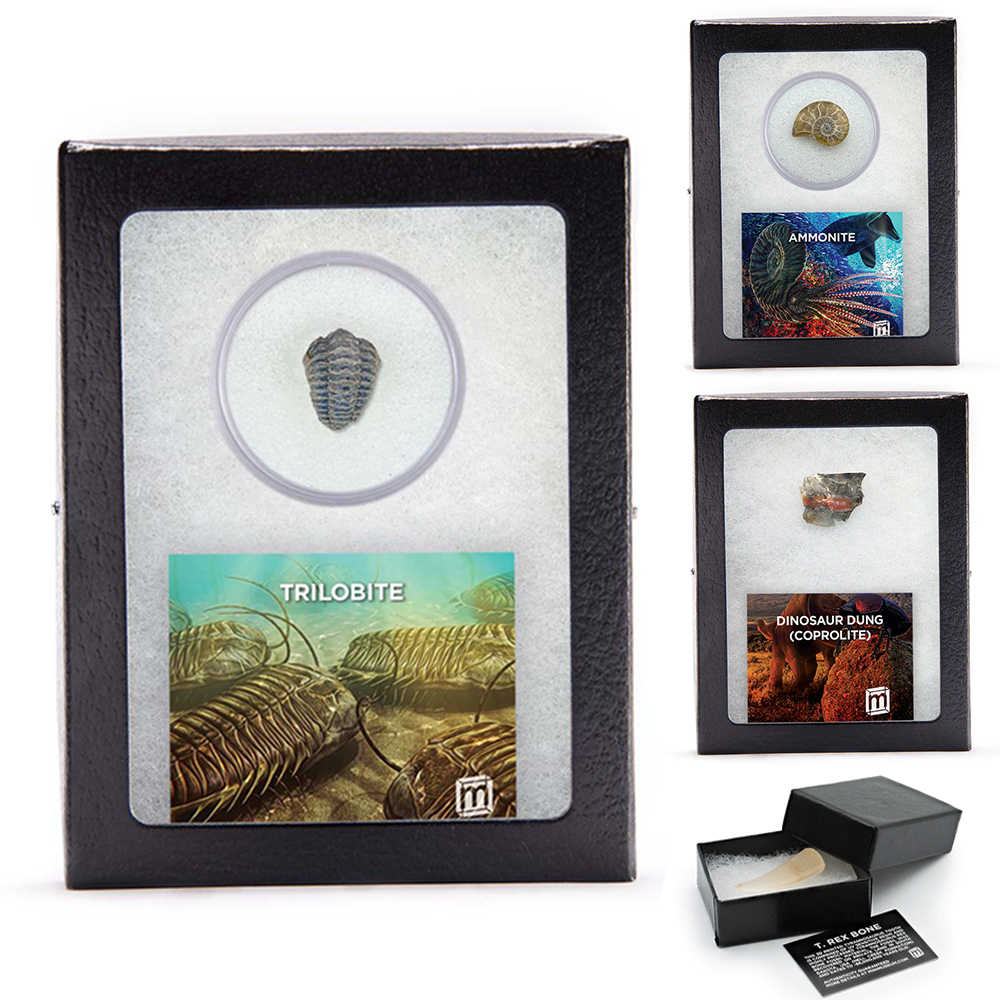 Future Paleontologist Fossil Bundle