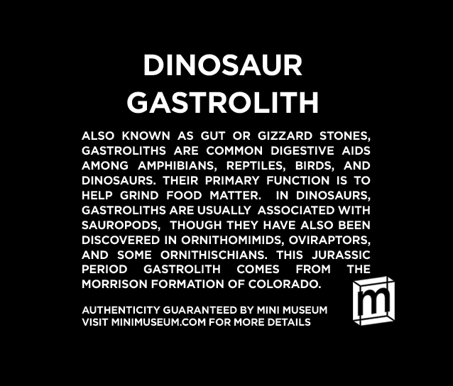 Dinosaur Gastrolith - 1.633" Gut Stone - 150,000,000 Years Old
