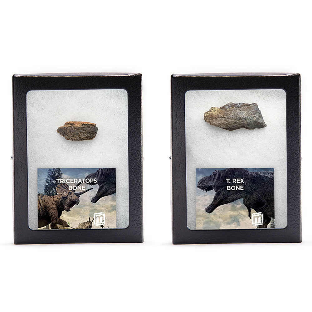 Hell Creek T. Rex and Triceratops Bundle