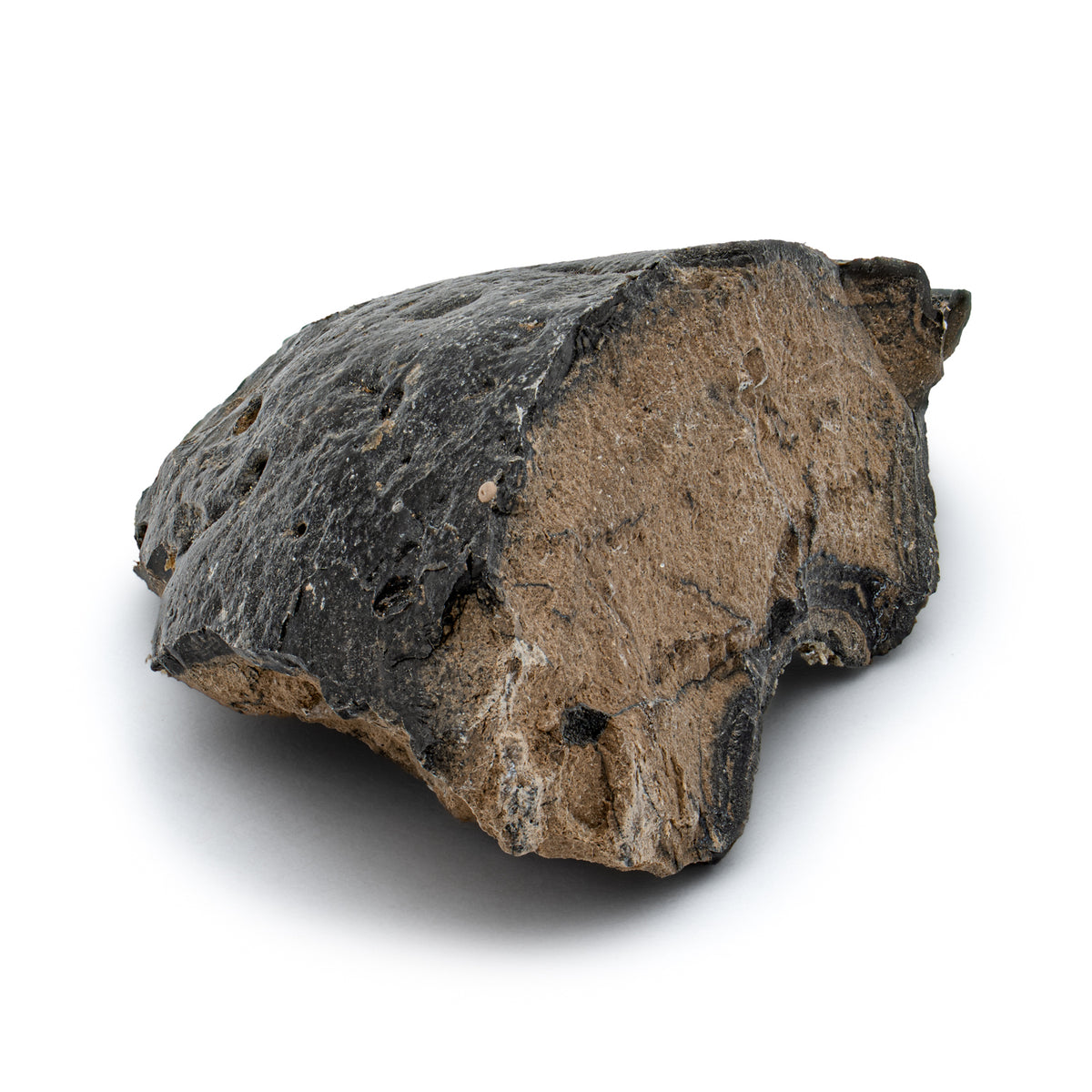 Megalodon Poop - Coprolite Specimen - Mini Museum