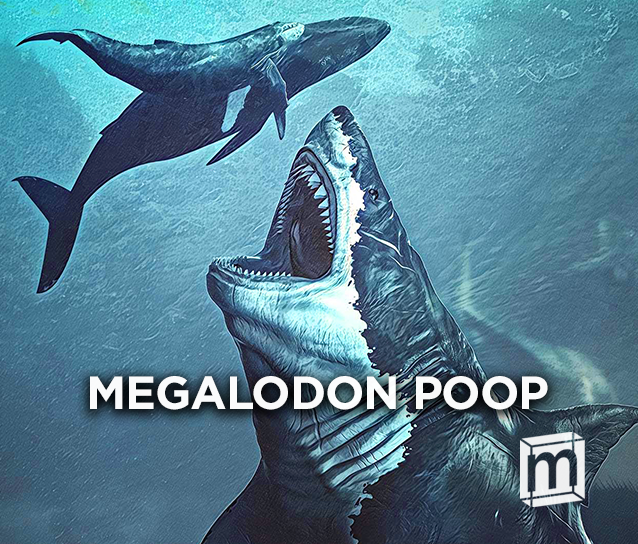 Megalodon Shark Poop Pair Of Shark Coprolites (Fossil Shark Poop)