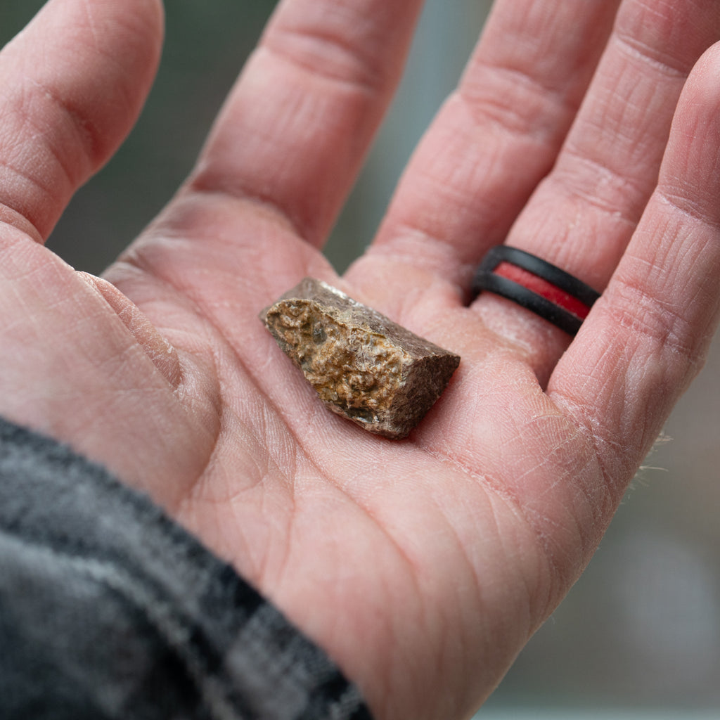 Pliosaur Bone