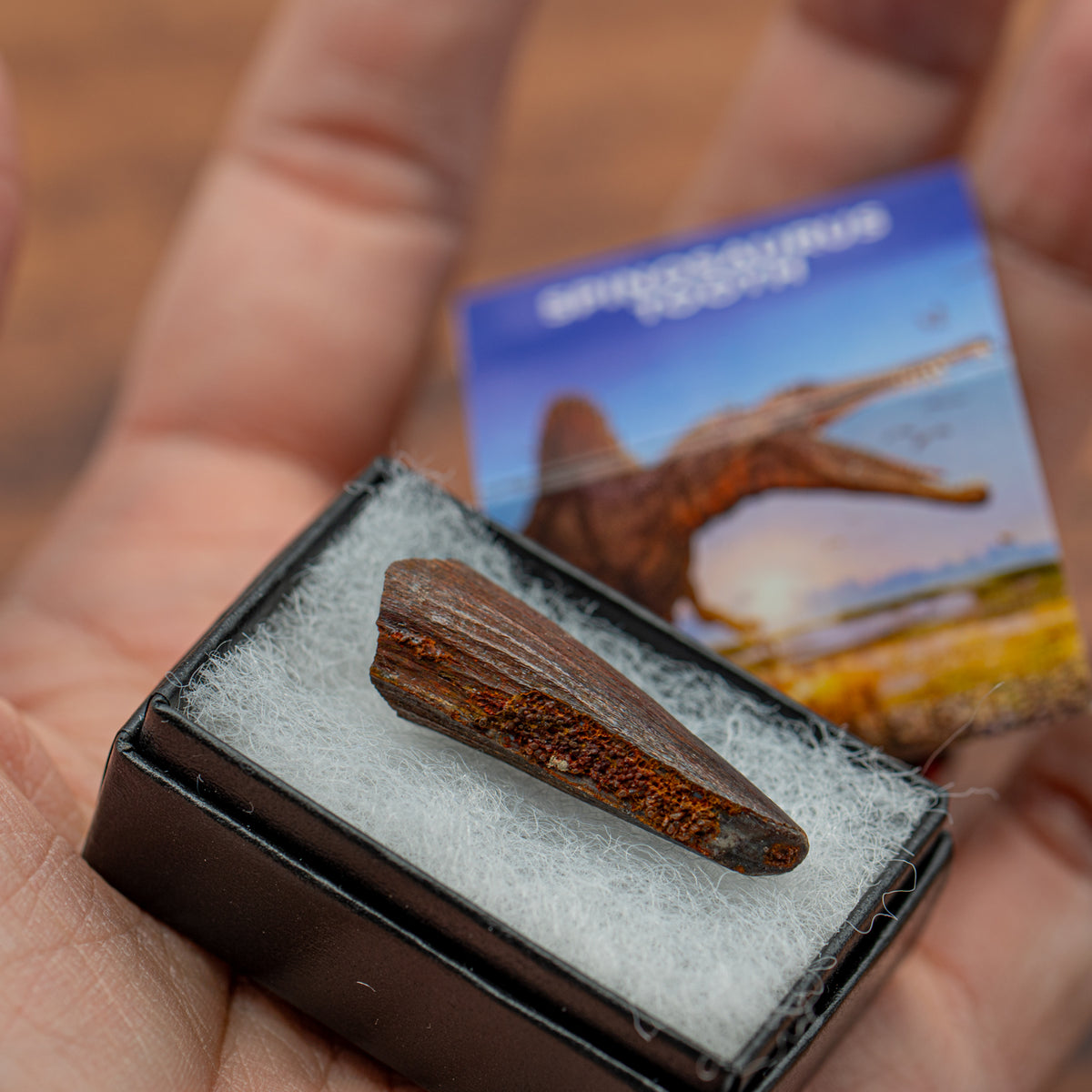 Spinosaurus Fossil Tooth, Authentic Mineralized Fossil - Mini Museum