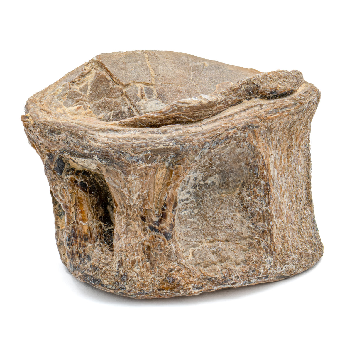 Xiphactinus Vertebra - Handheld Specimens